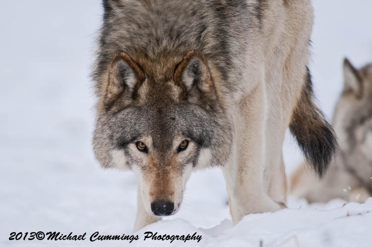 Timber Wolf 1042 Picture | World Wildlife Photography