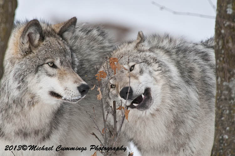Timber Wolf 1053 Picture | World Wildlife Photography