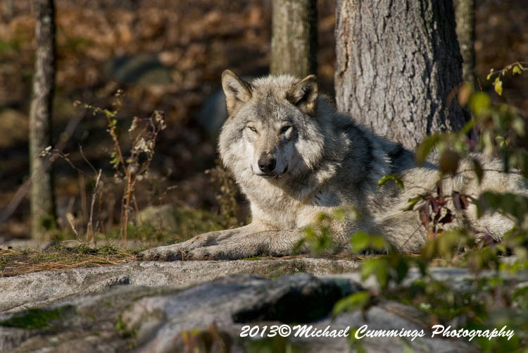 Timber Wolf 1102 Picture | World Wildlife Photography