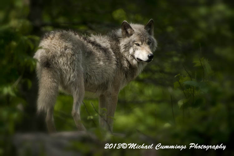 Timber Wolf 1336 Picture | World Wildlife Photography