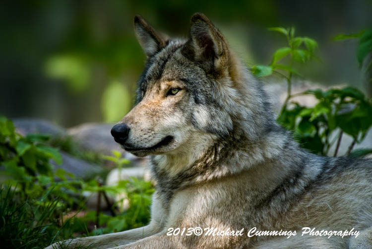 Timber Wolf 1347 Picture | World Wildlife Photography