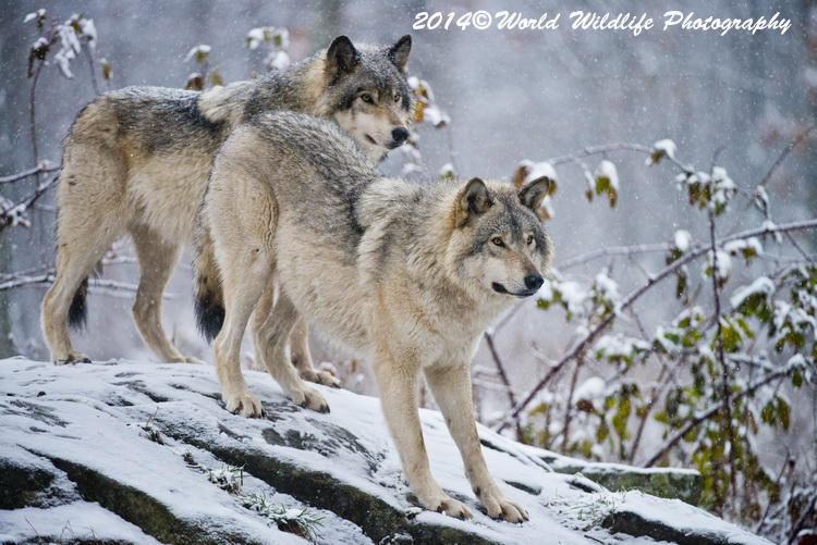 Timber Wolf 1417 Picture | World Wildlife Photography