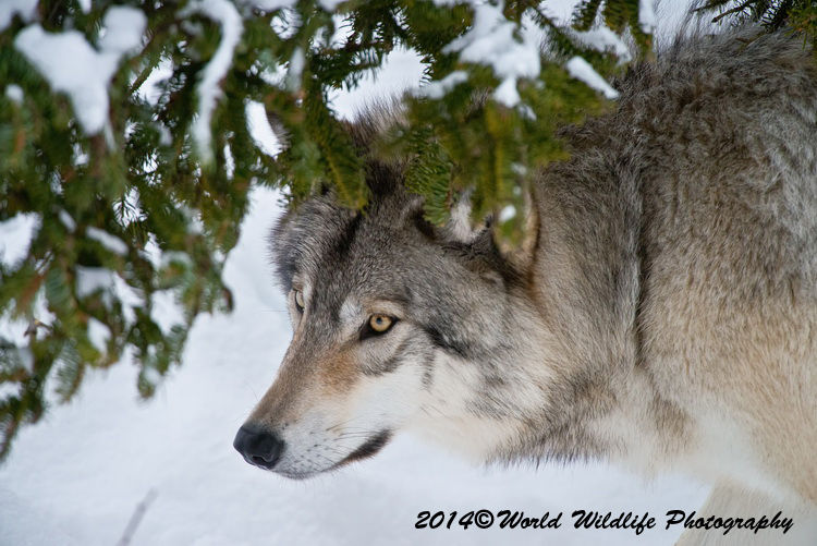 Timber Wolf 1464 Picture | World Wildlife Photography