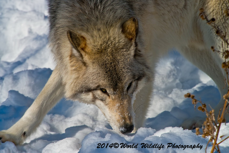 Timber Wolf 1496 Picture | World Wildlife Photography