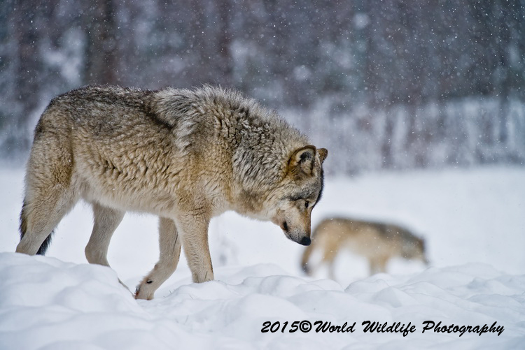 Timber Wolf 1779 Picture | World Wildlife Photography