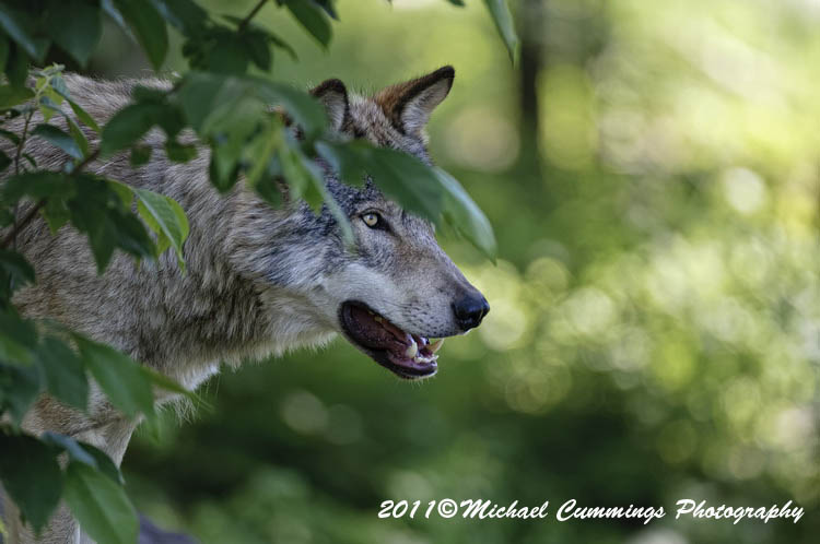 Timber Wolf 259 Picture | World Wildlife Photography