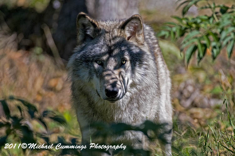 Timber Wolf 405 Picture | World Wildlife Photography