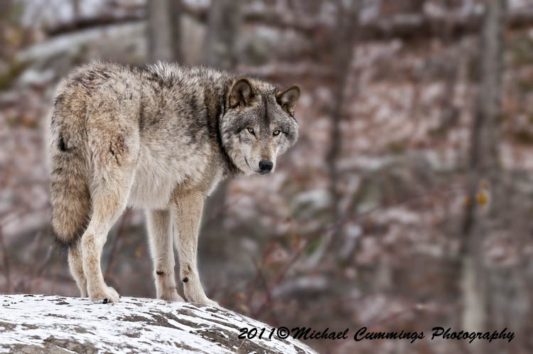 Timber Wolf 498 Picture | World Wildlife Photography