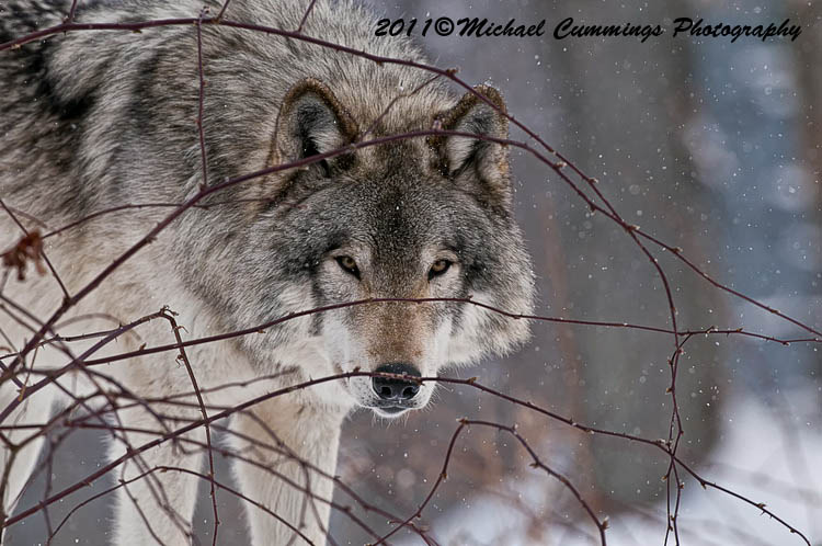 Timber Wolf 620 Picture | World Wildlife Photography
