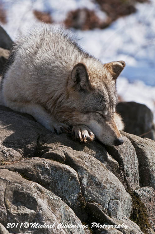 Timber Wolf 778 Picture | World Wildlife Photography