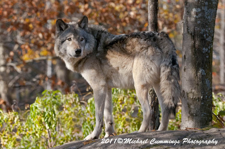 Timber Wolf 942 Picture | World Wildlife Photography