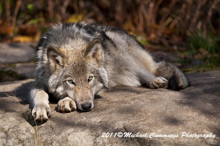 Timber Wolf 945 Picture | World Wildlife Photography