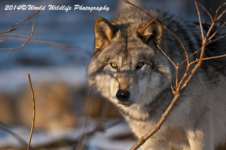 Timber Wolf 981 Picture | World Wildlife Photography