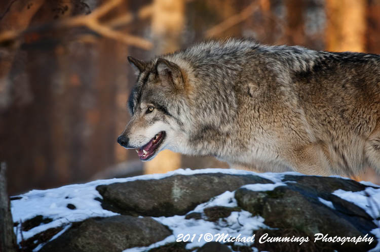 Timber Wolf 991 Picture | World Wildlife Photography